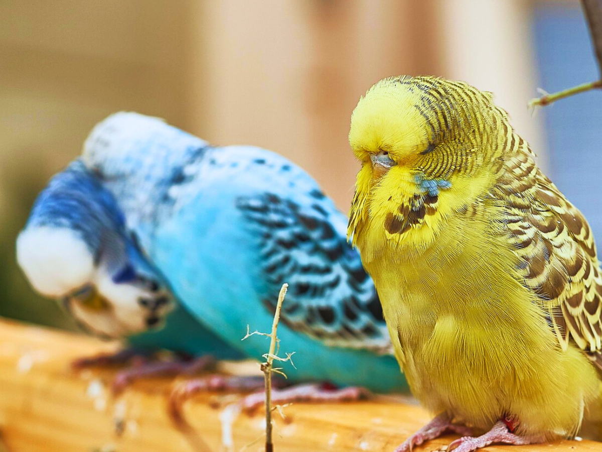 Normal or Not? Why Is My Bird Puffed Up? | Gaia Vets