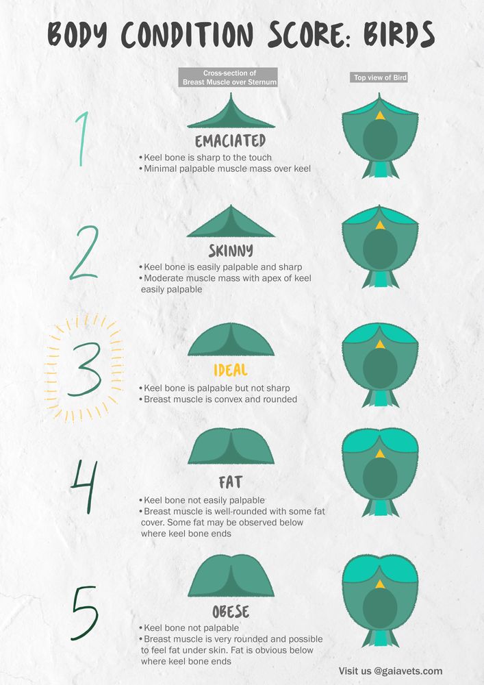 Bird Body Condition Score Chart