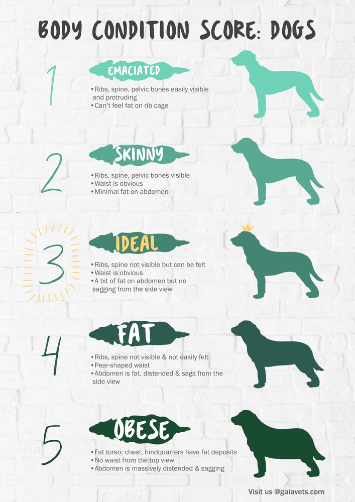 Dog Body Condition Score Chart