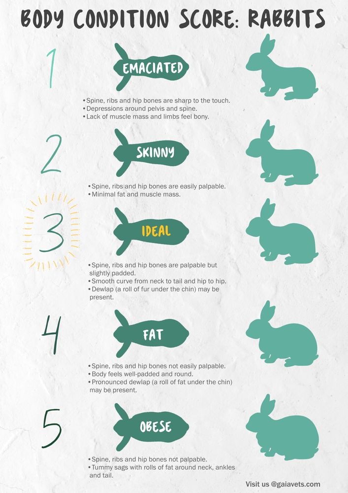 Rabbit Body Condition Score Chart
