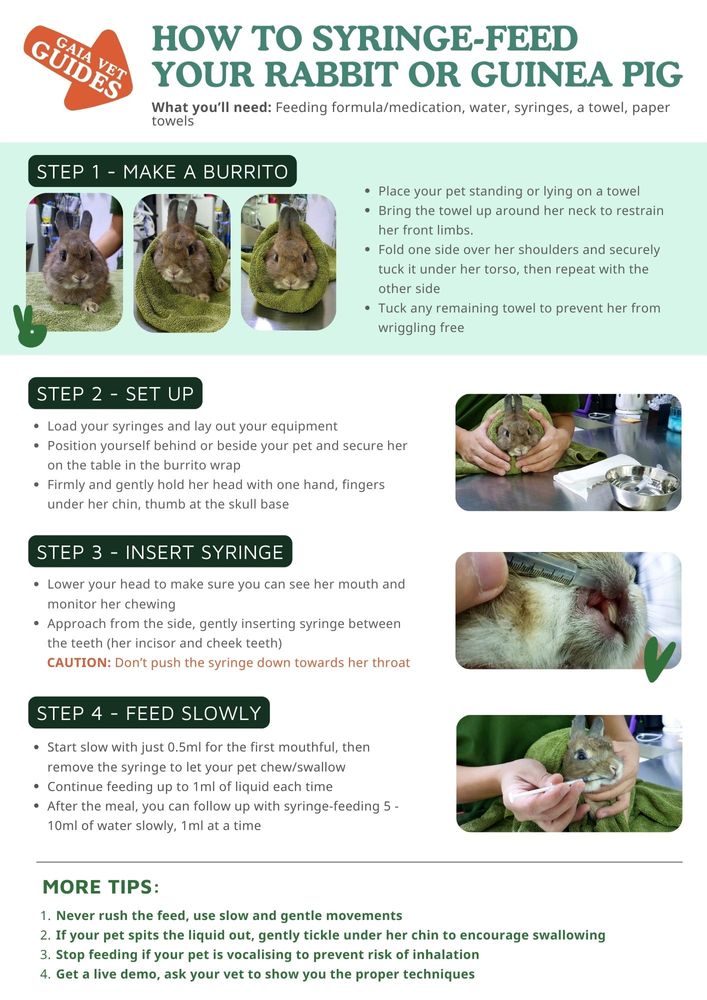 How To Syringe Feed Rabbits & Guinea Pigs