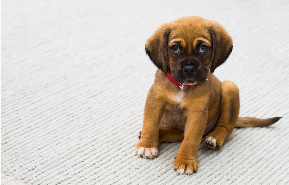 What Causes Scooting In Dogs?