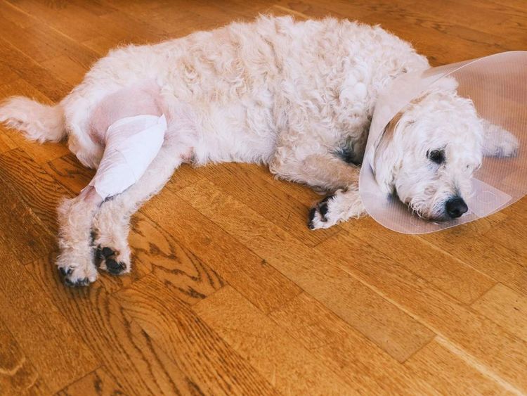 Dog Patella Luxation: Symptoms & Causes