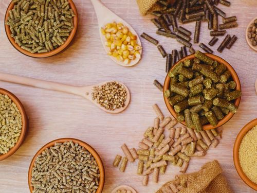 How to Get Your Bird to Eat Pellets