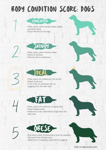 Dog Body Condition Score Chart