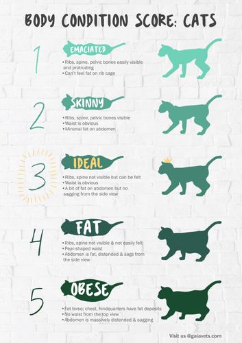 Cat Body Condition Score Chart