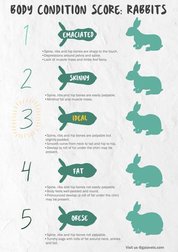 Rabbit Body Condition Score Chart