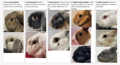 Overgrown Rabbit Teeth: Symptoms, Risks & Prevention