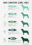 Dog Body Condition Score Chart