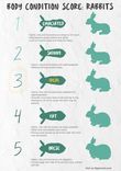 Rabbit Body Condition Score Chart